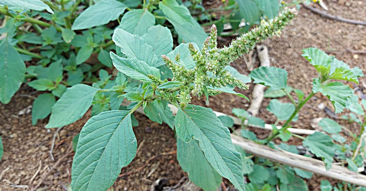 Caruru, Amaranthus spp Caruru, Amaranthus spp
