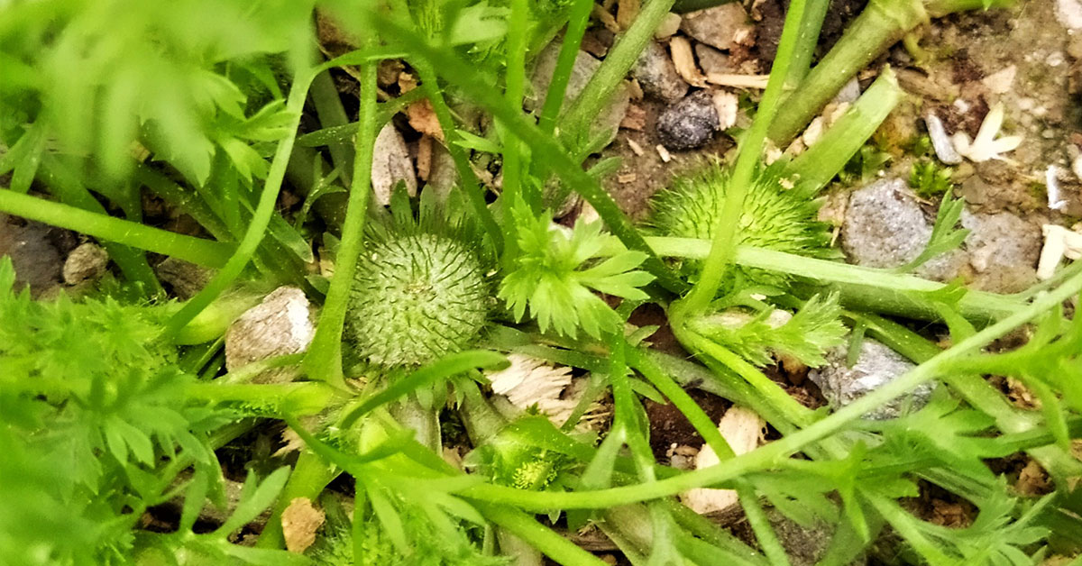 Roseta, Soliva spp